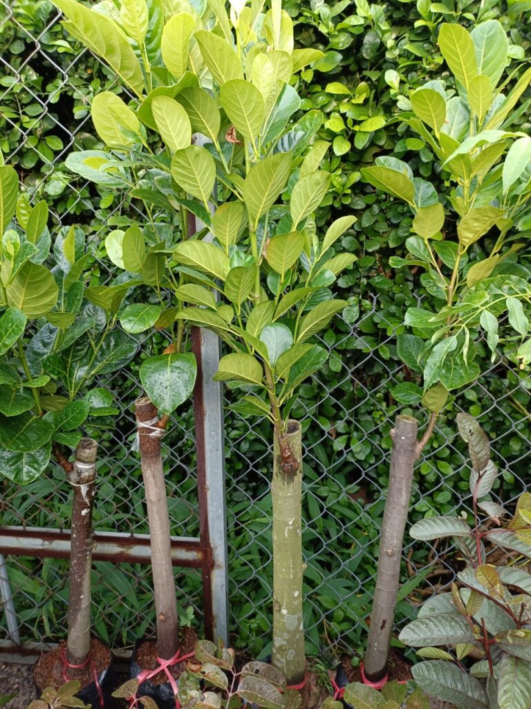 Cây Mít Indo ruột đỏ ghép gốc | Hoa Kiểng Phúc Lộc