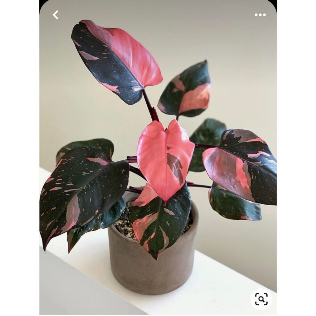 Cây Công Chúa Hồng - Pink Princess - | Hoa Kiểng Phúc Lộc