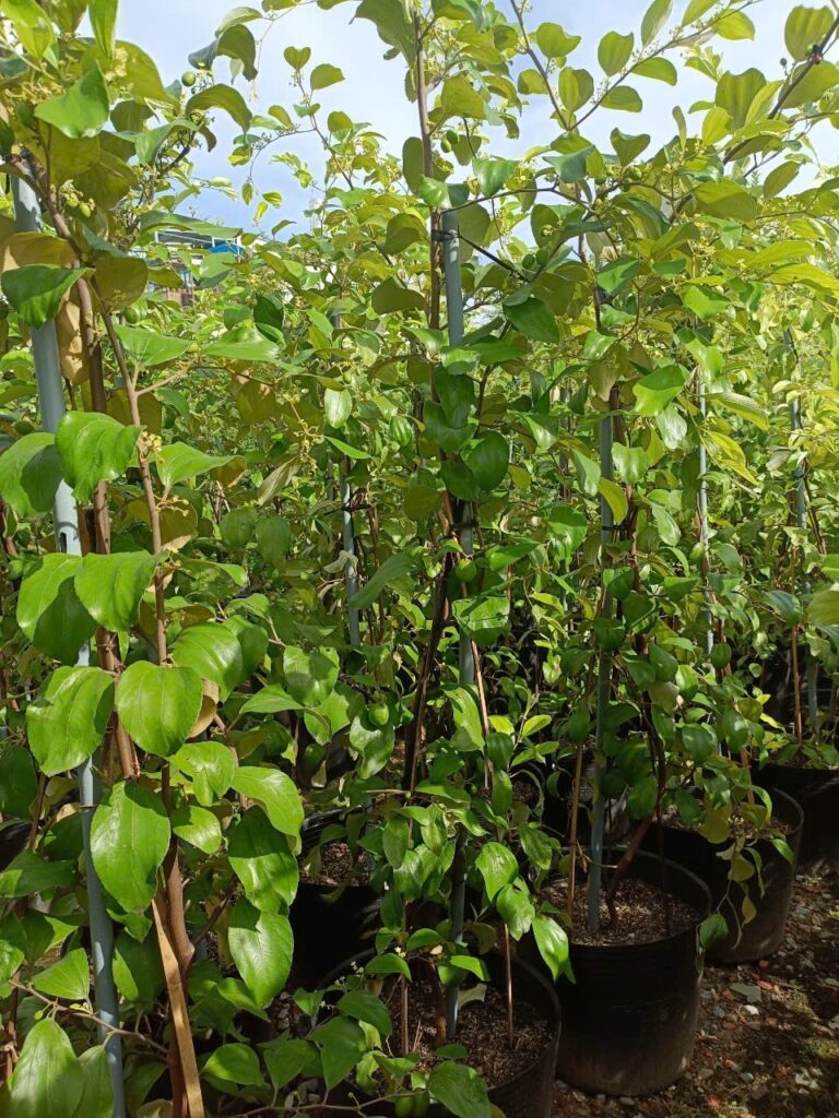 Cây Táo Thái Da Xanh gốc lớn tphcm | Hoa Kiểng Phúc Lộc
