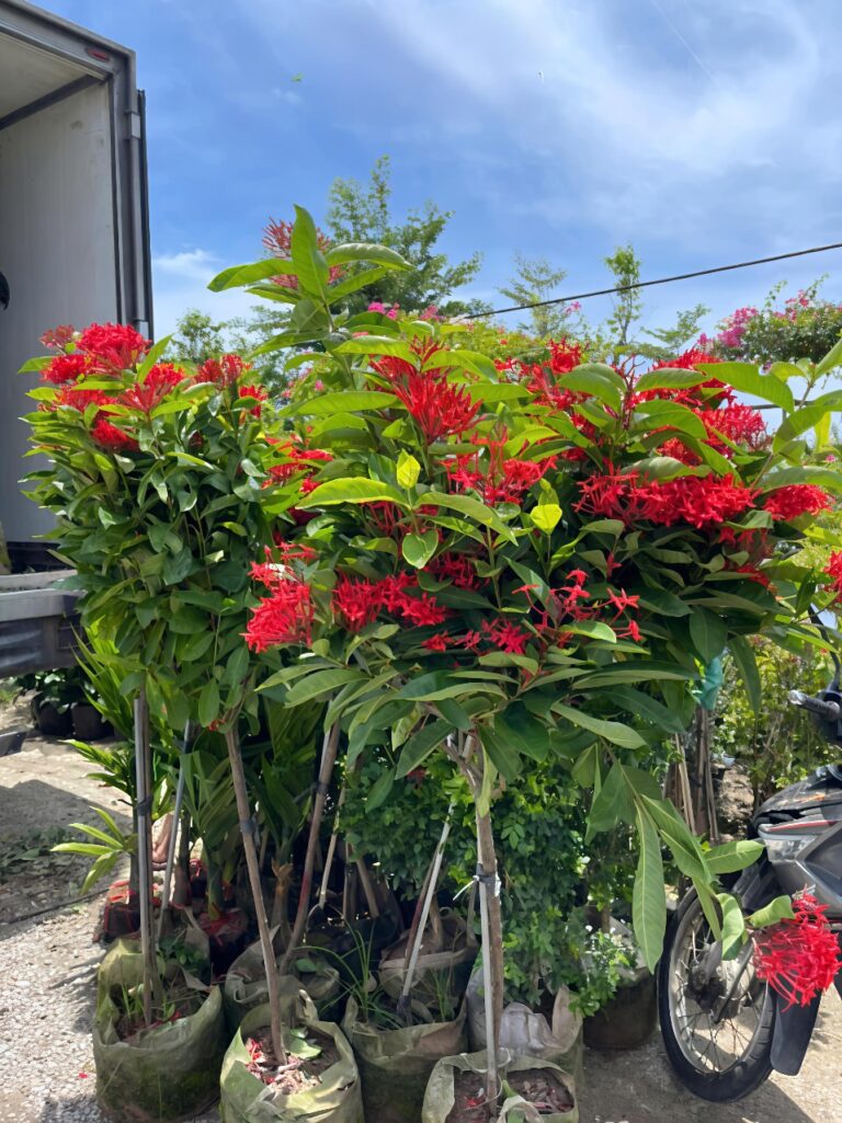 Cây Trang Mỹ Đỏ Dáng Tree - Vẻ đẹp cùng ý nghĩa | Hoa Kiểng Phúc Lộc