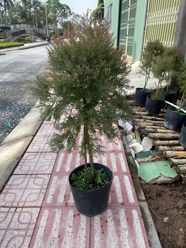 Cây Tùng Dạ Quang Dáng Tree Tại Hcm | Hoa Kiểng Phúc Lộc